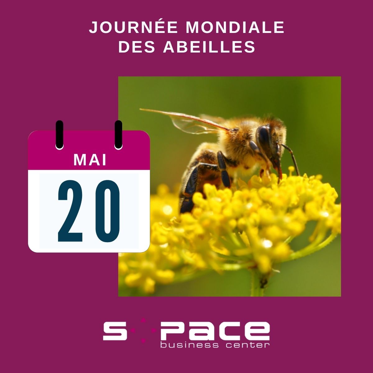 Journée mondiale des abeilles : la ruche de Julien continue de ...